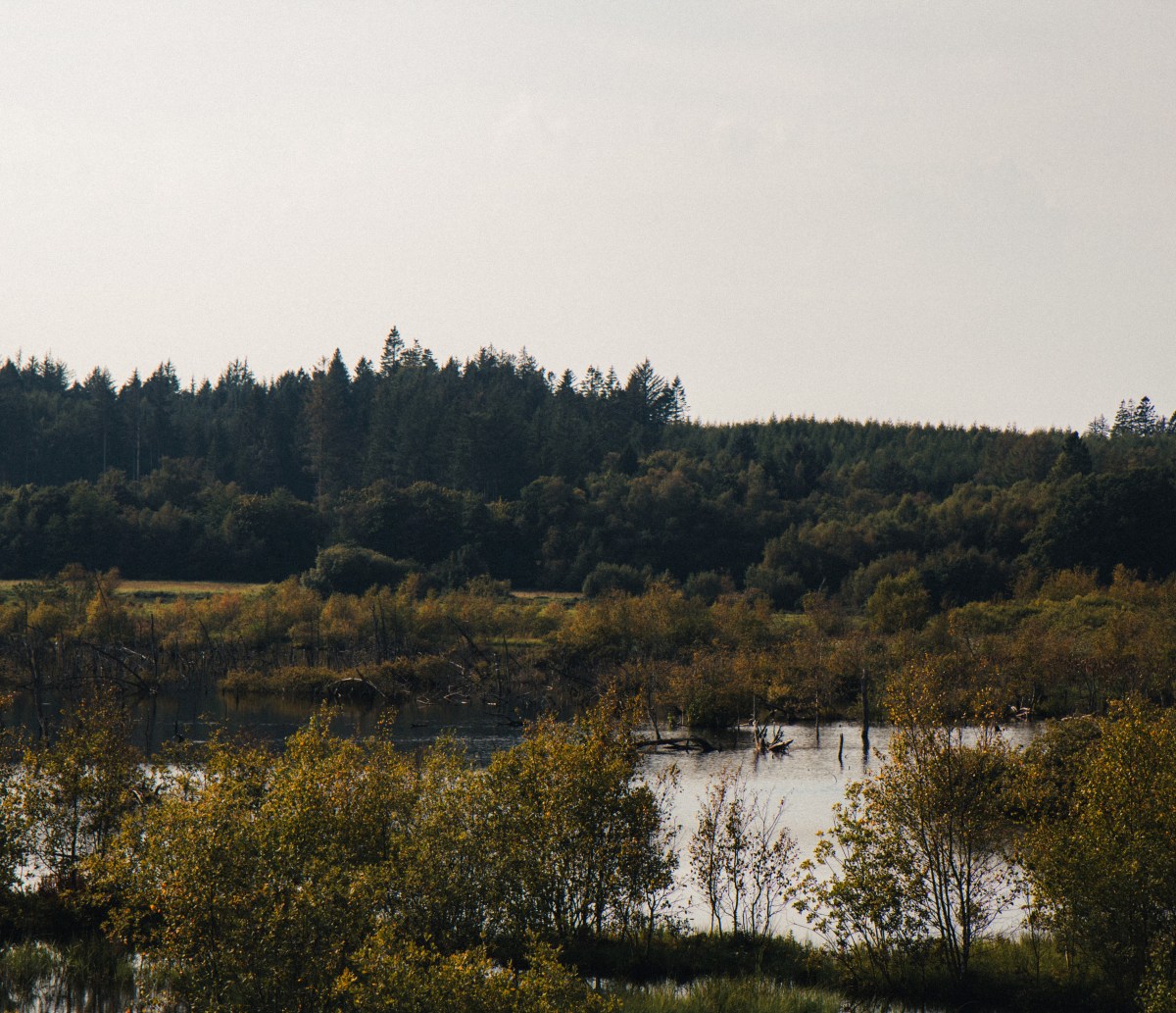 A Visit to Bjældskovdal Peat Bog – The Bog Body Resource